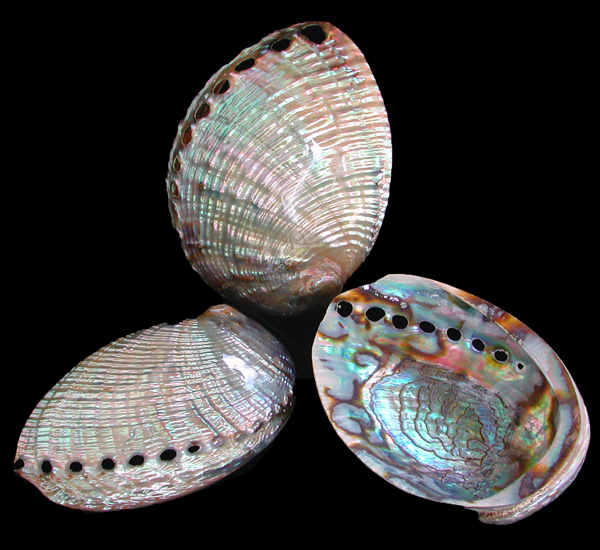 Abalone Shells variety, best pricing and quality Abalone Shells variety, best pricing and quality